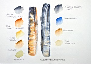 Razor Shells & Mermaid’s Purses – INDIGO BEACH ART