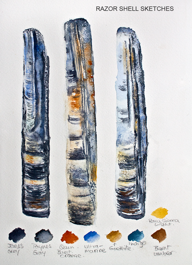 Razor Shells & Mermaid’s Purses – INDIGO BEACH ART